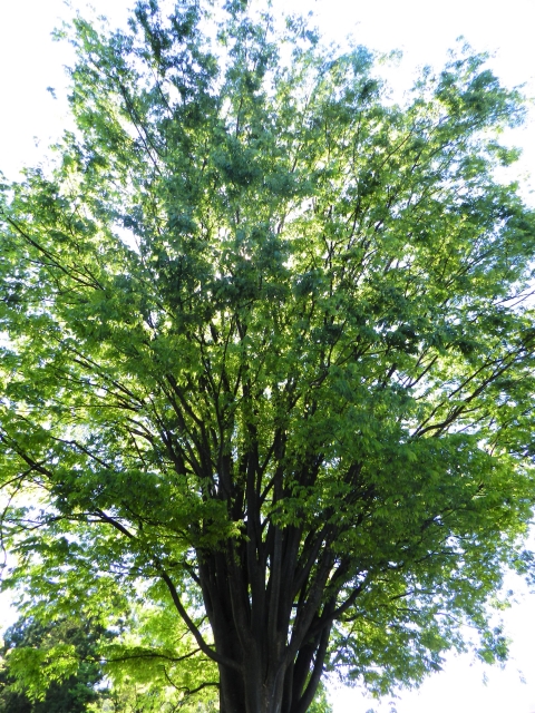 Shinjuku City Outline - Foreign Language Top Page